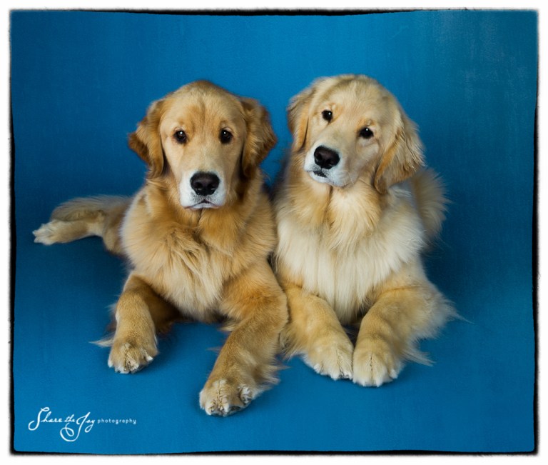 Extended Family | Osprey Goldens
